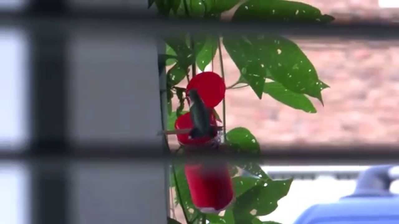 Easy DIY Hummingbird Feeder easy-diy-hummingbird-feeder