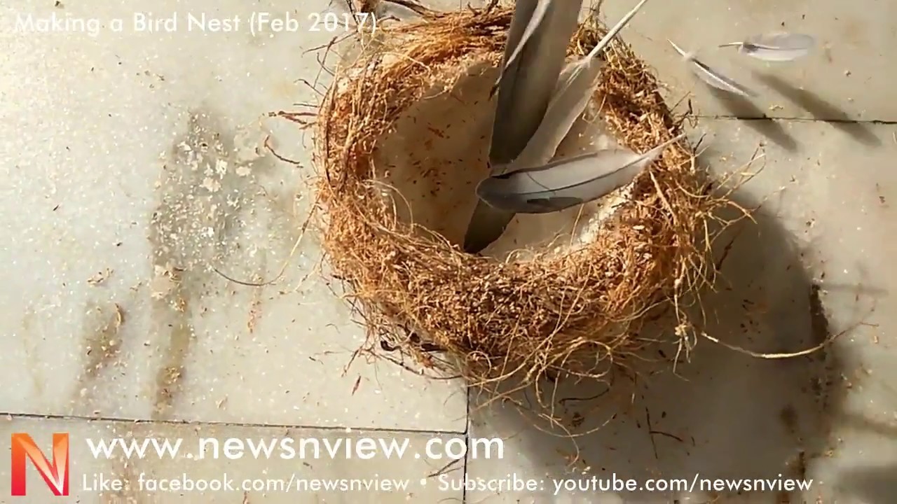 How To Make Bird Nest HD Video Of Making A Nest For Birds Bird House 