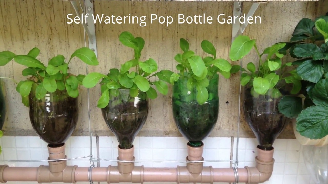 Bottle Garden The Incredible Self Watering Pop Grow System! Bottle Garden The Incredible Self Watering Pop Grow System!