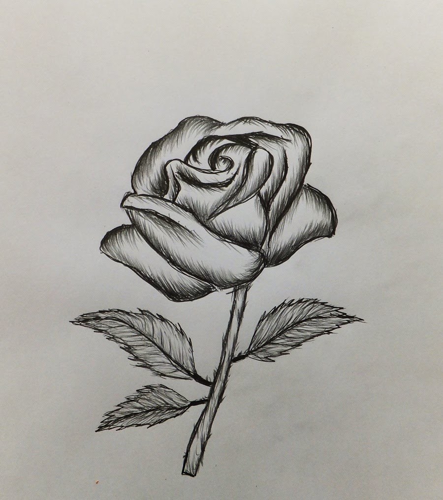 Download Easy Drawings Of Roses Pictures Special Image