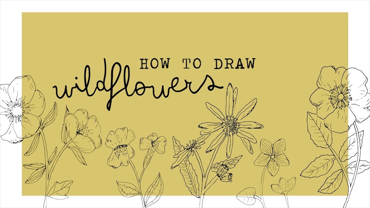 How to draw wildflowers How to draw wildflowers